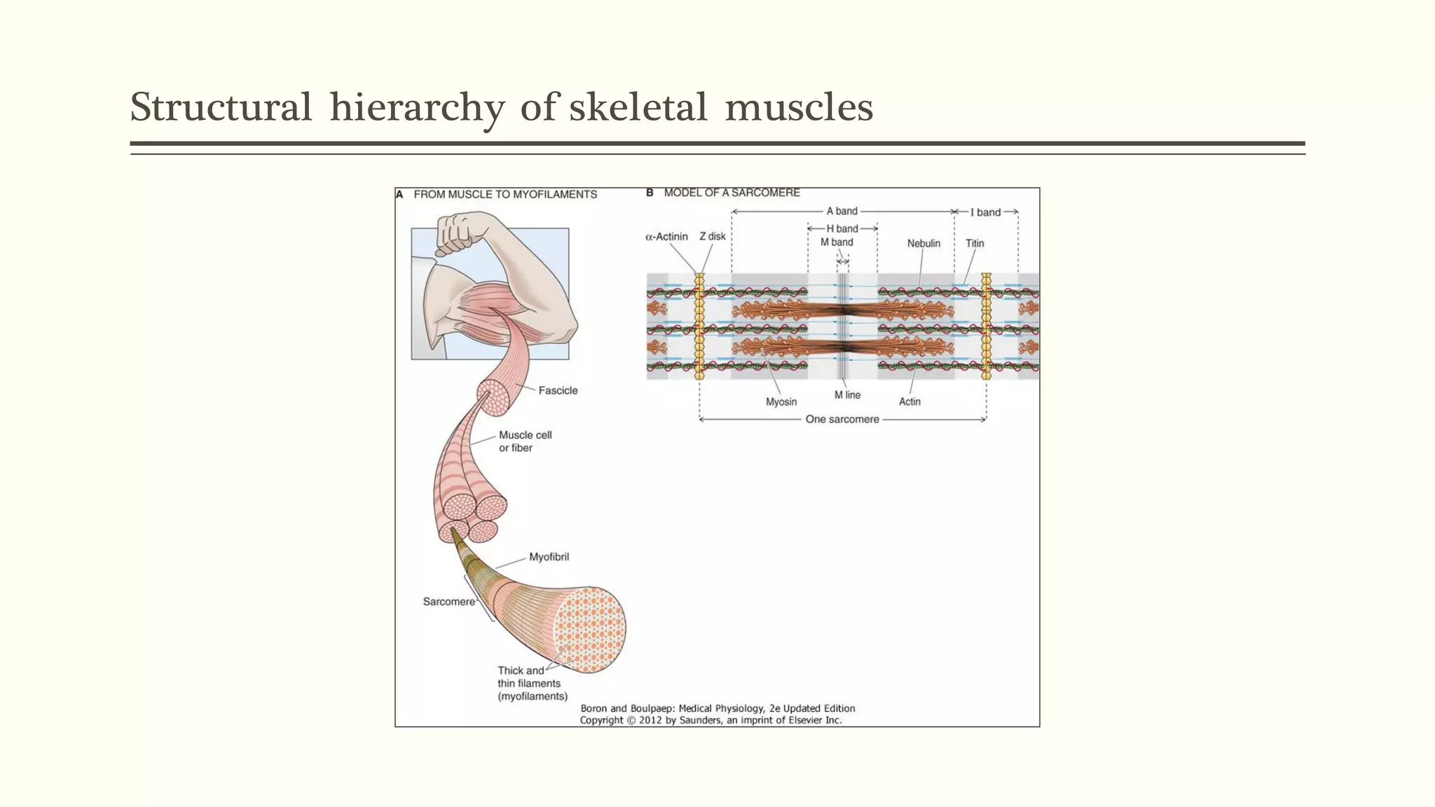 Skeletal Muscle physiology.pdf