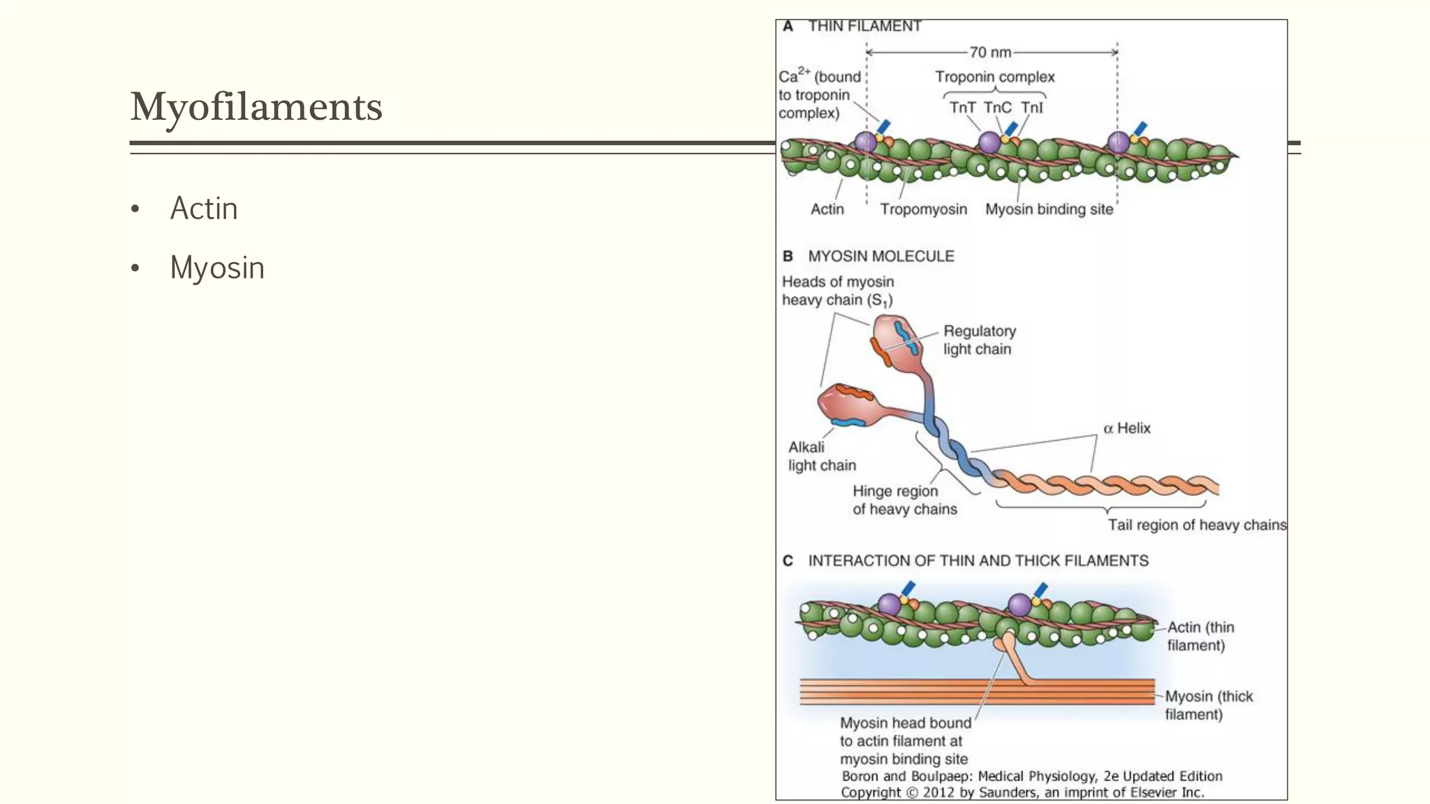 Skeletal Muscle physiology.pdf