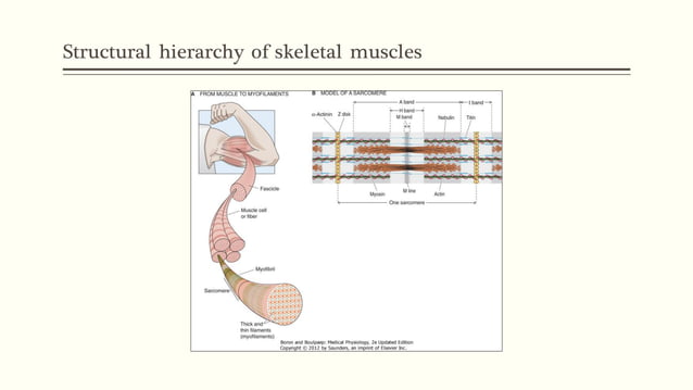 Skeletal Muscle physiology.pdf