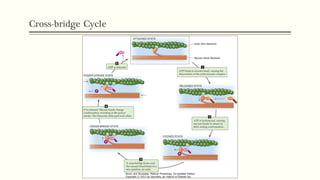 Skeletal Muscle physiology.pdf