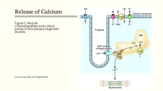 Skeletal Muscle physiology.pdf