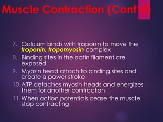 Skeletal muscle Part 2.pptx simple explanation | PPTX