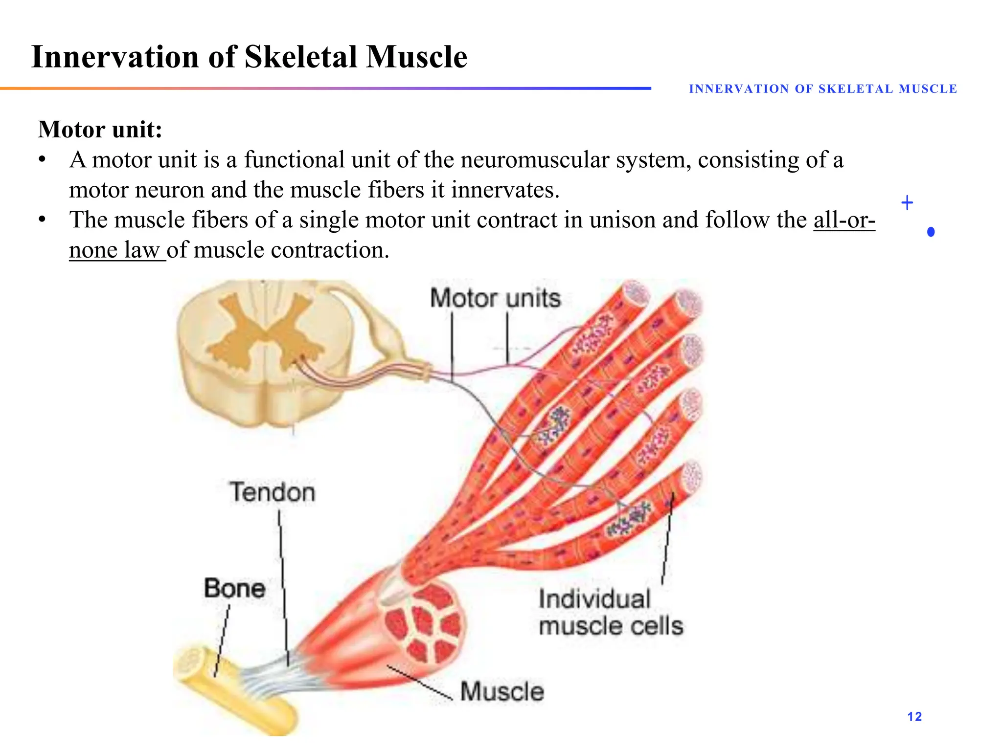 Skeletal Muscle histology - maha hammady.pptx
