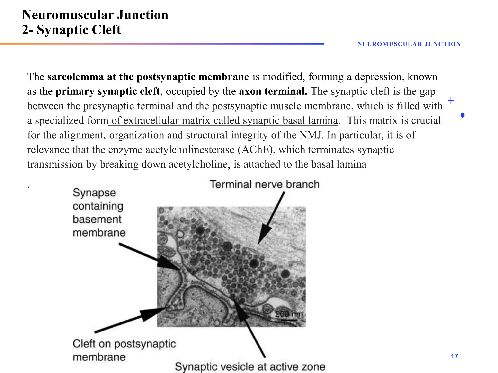 Skeletal Muscle histology - maha hammady.pptx