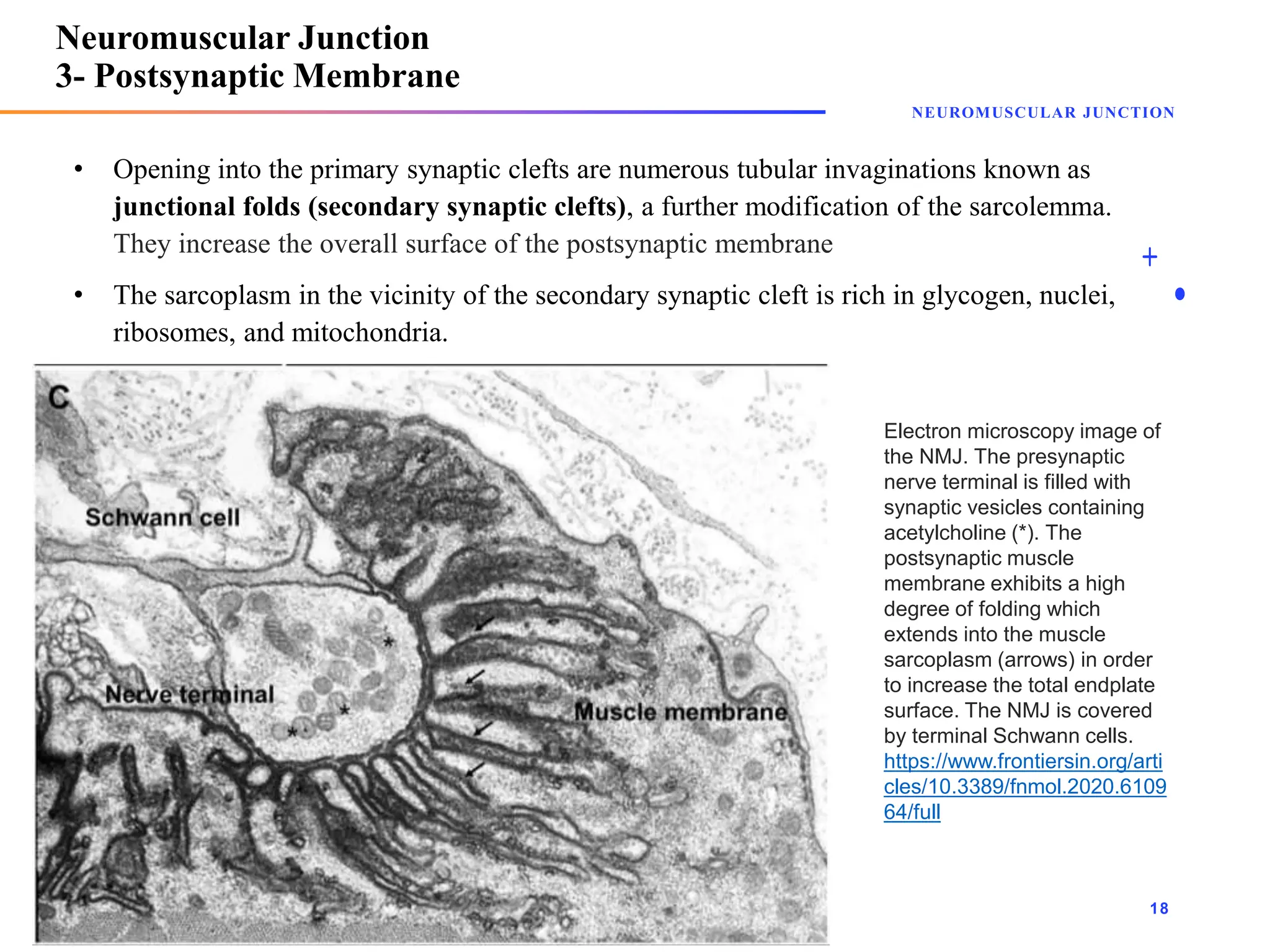 Skeletal Muscle histology - maha hammady.pptx