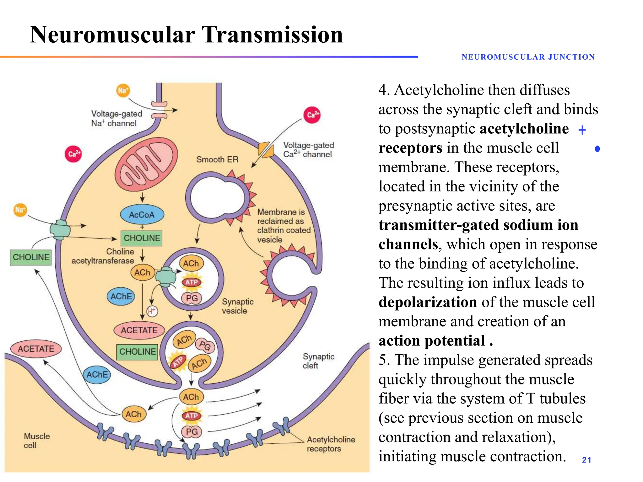 Skeletal Muscle histology - maha hammady.pptx