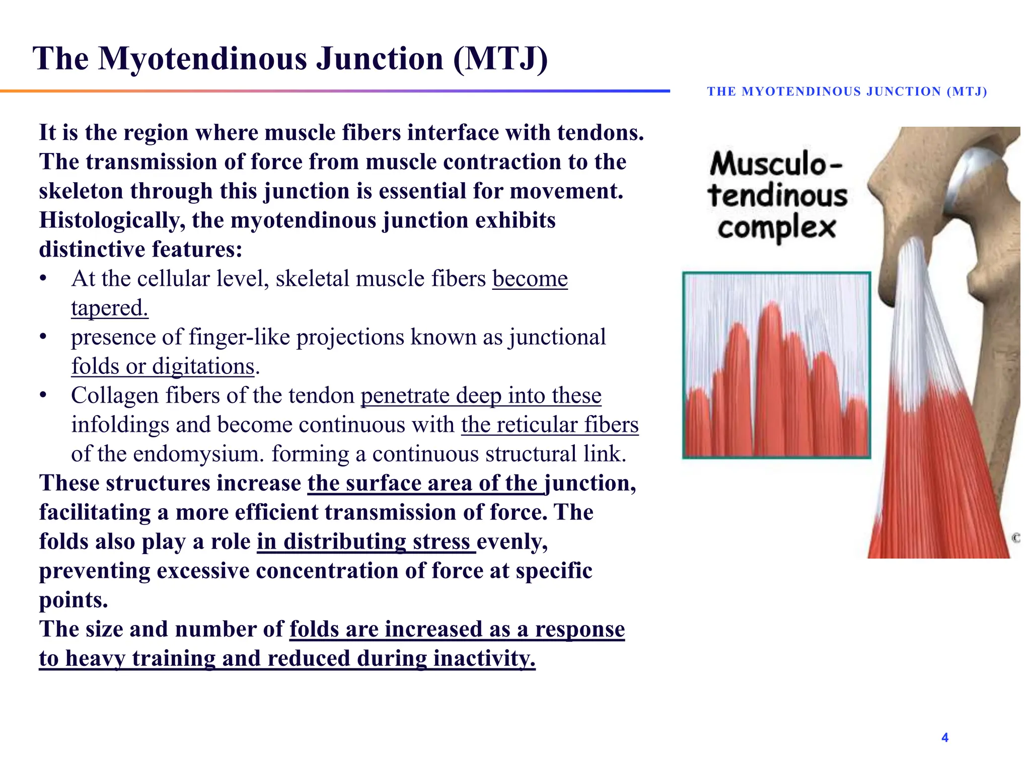 Skeletal Muscle histology - maha hammady.pptx