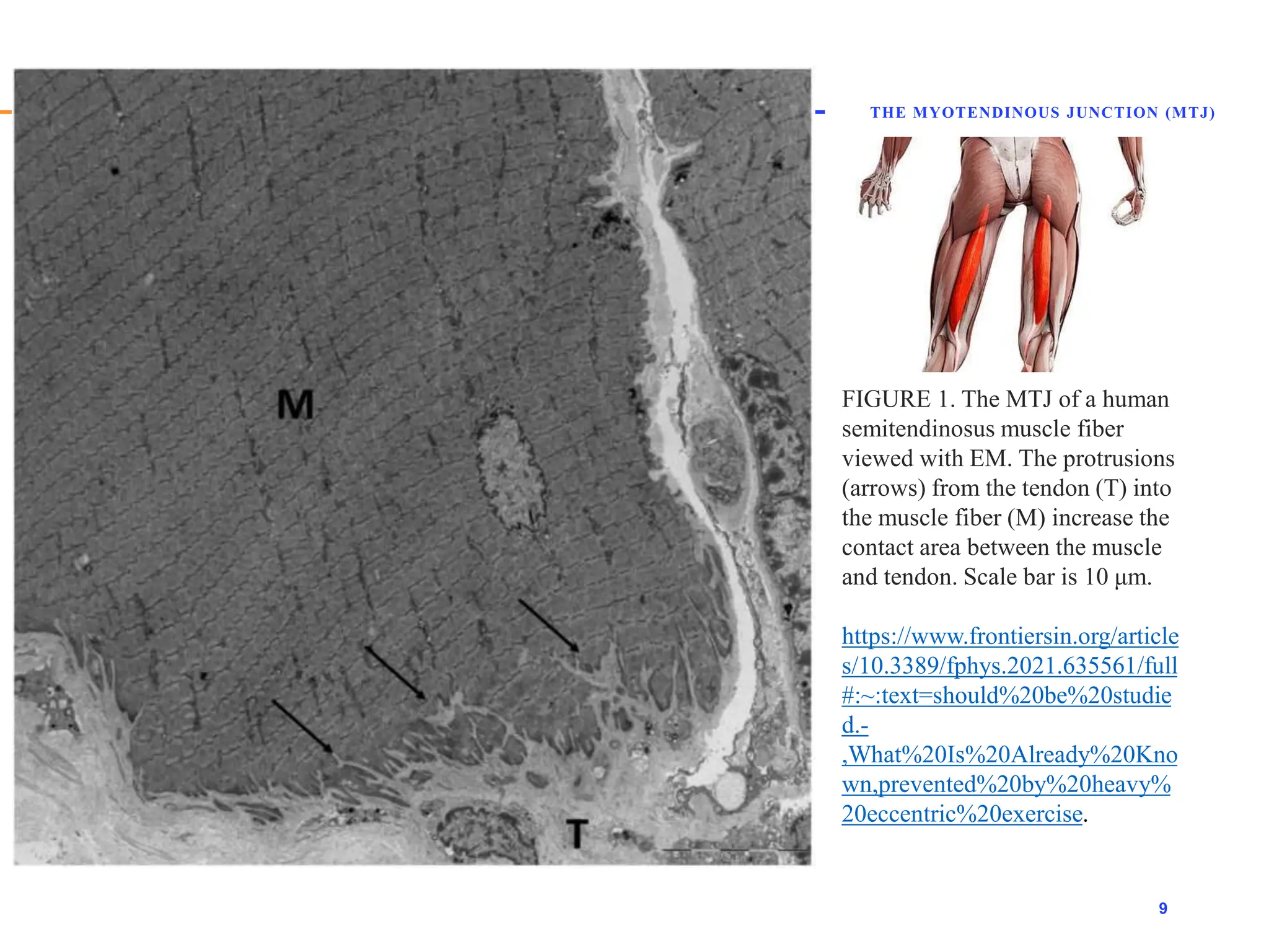 Skeletal Muscle histology - maha hammady.pptx