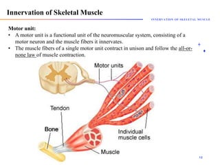 Skeletal Muscle histology - maha hammady.pptx