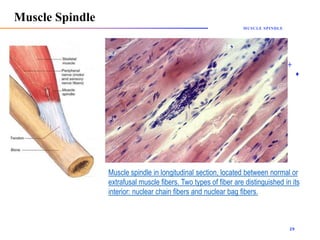 Skeletal Muscle histology - maha hammady.pptx