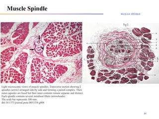 Skeletal Muscle histology - maha hammady.pptx