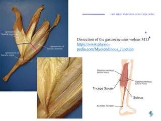 Skeletal Muscle histology - maha hammady.pptx