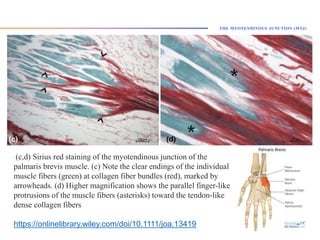 Skeletal Muscle histology - maha hammady.pptx