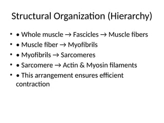 Skeletal_Muscle_Physiology_Expanded_With_Diagrams (1).pptx
