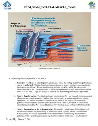 Skeletal Muscle Physiology of Muscle Contraction _RDP | PDF