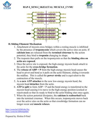 Skeletal Muscle Physiology of Muscle Contraction _RDP | PDF