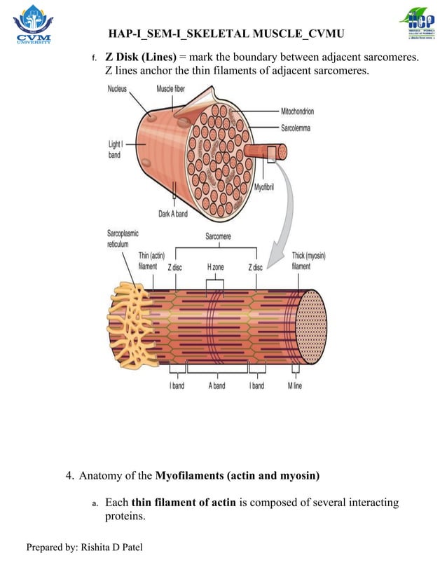 Skeletal Muscle Physiology of Muscle Contraction _RDP | PDF