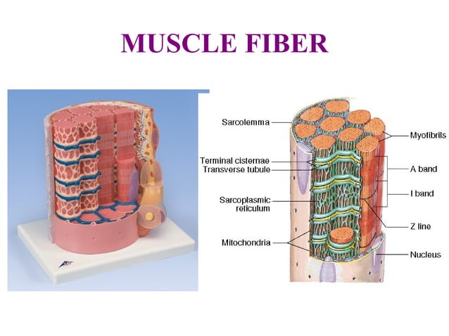 Skeletal muscle property.pptx properties of smooth muscle | PPT
