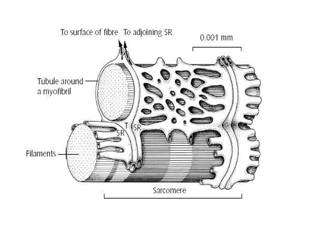 Skeletal muscle property.pptx properties of smooth muscle | PPT