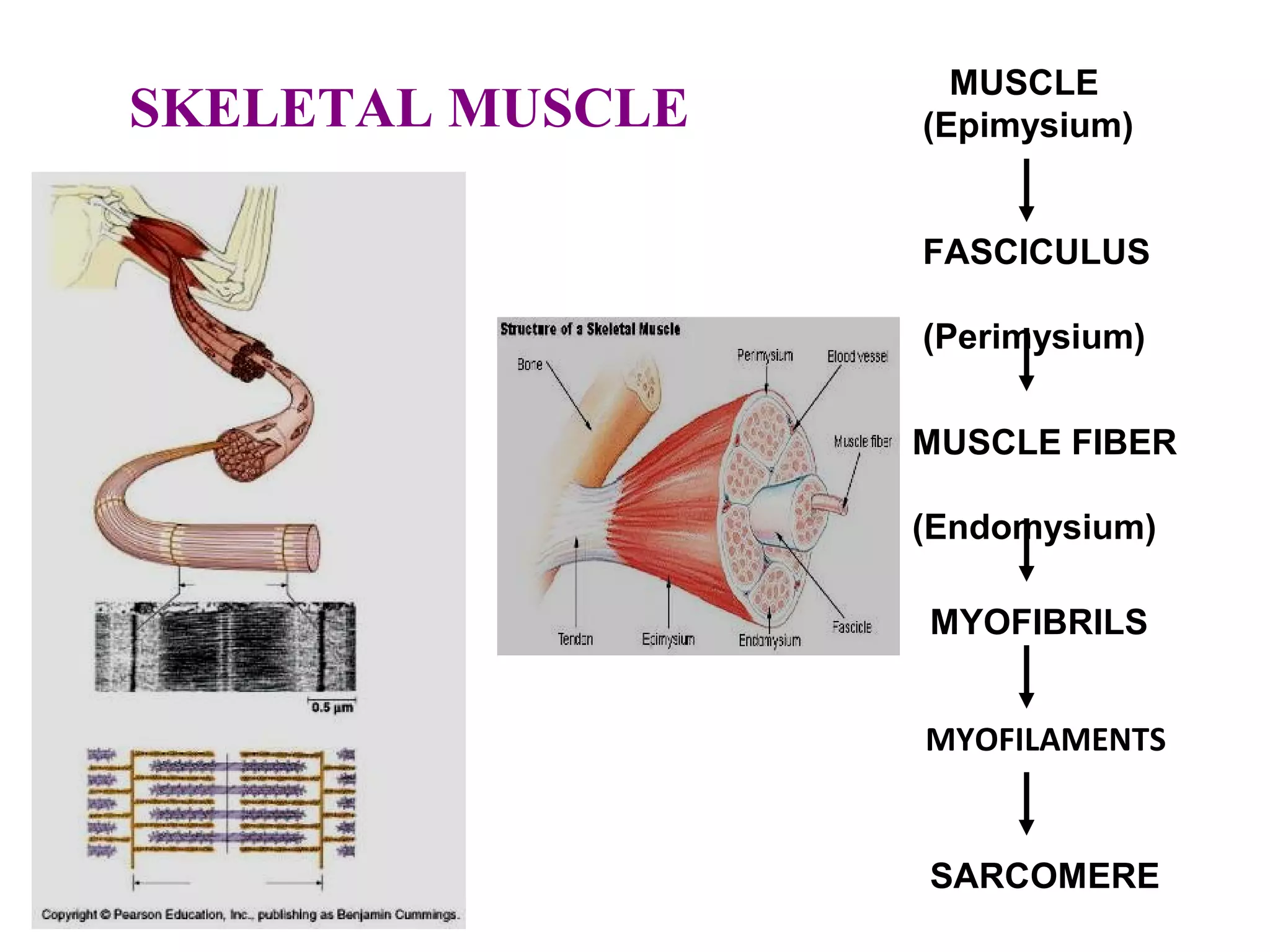 Skeletal muscle Physiology | PPT | Biological Sciences | Science