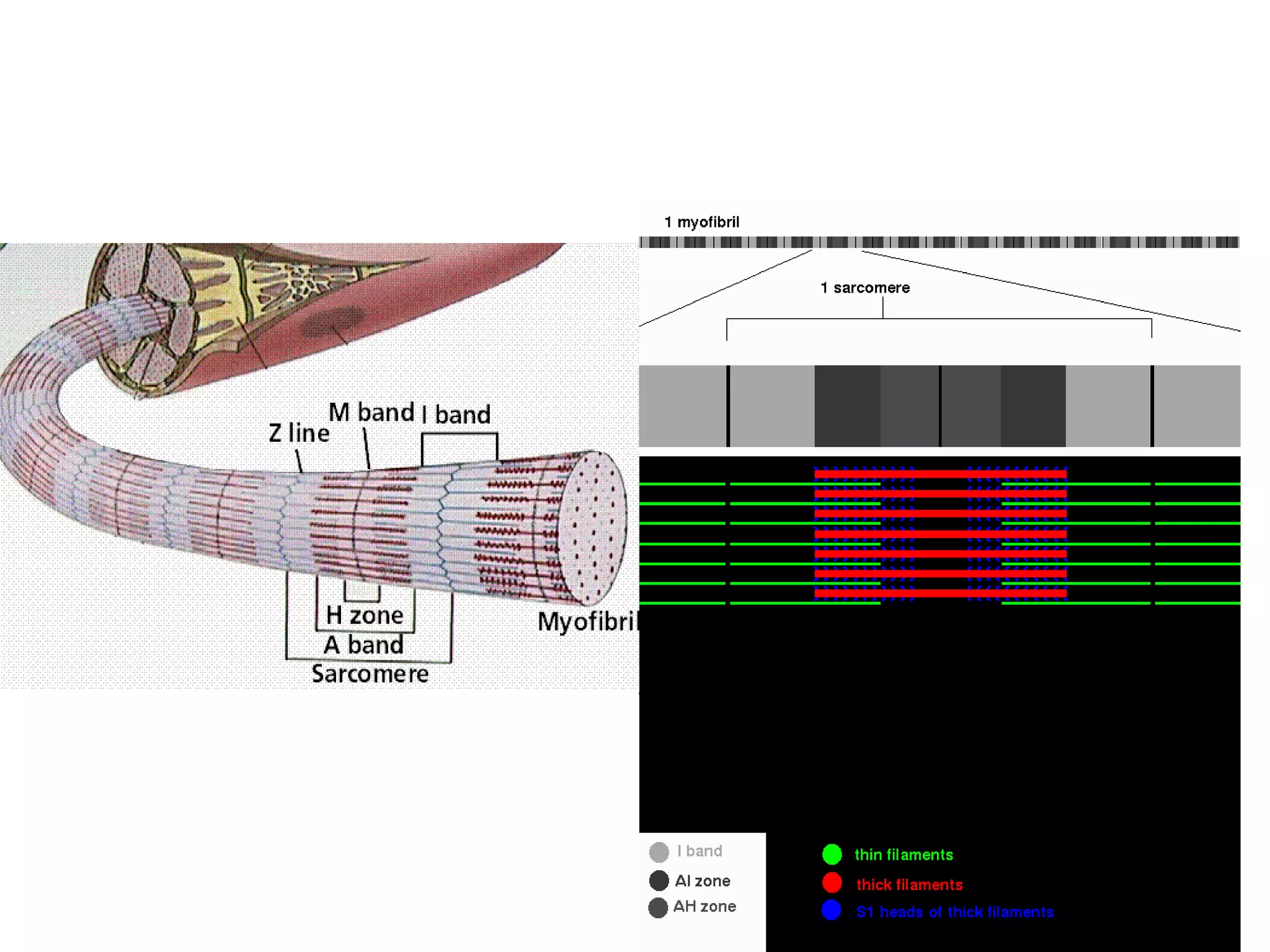 Skeletal muscle Physiology | PPT | Biological Sciences | Science