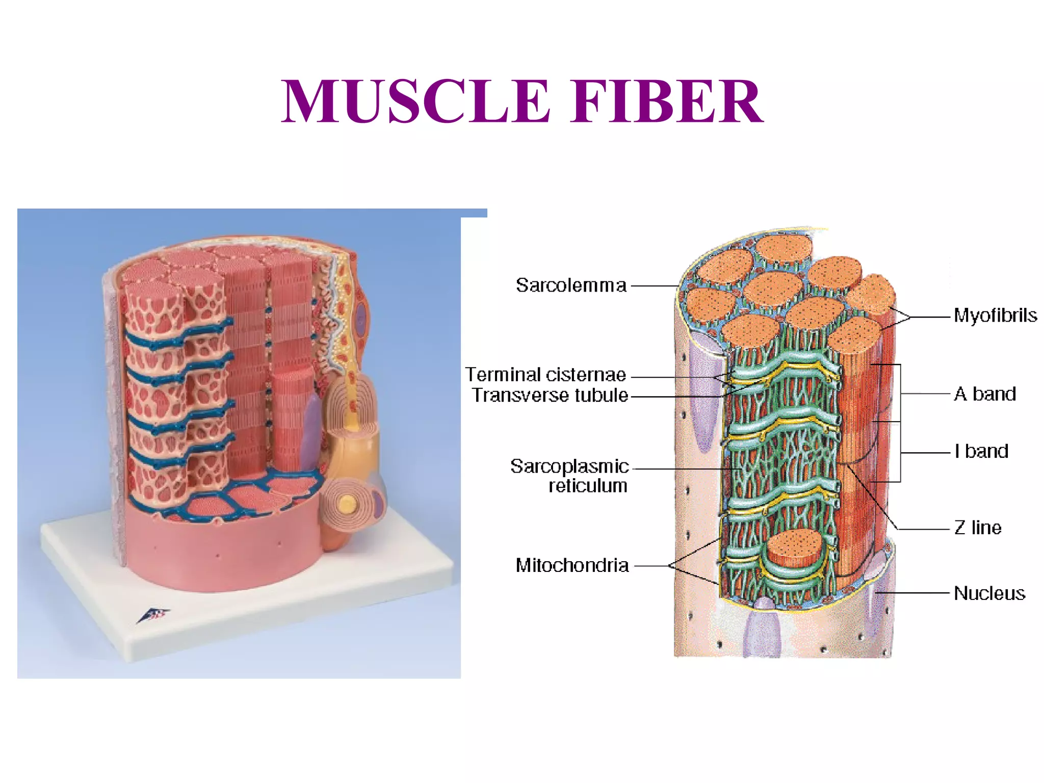 Skeletal muscle Physiology | PPT | Biological Sciences | Science