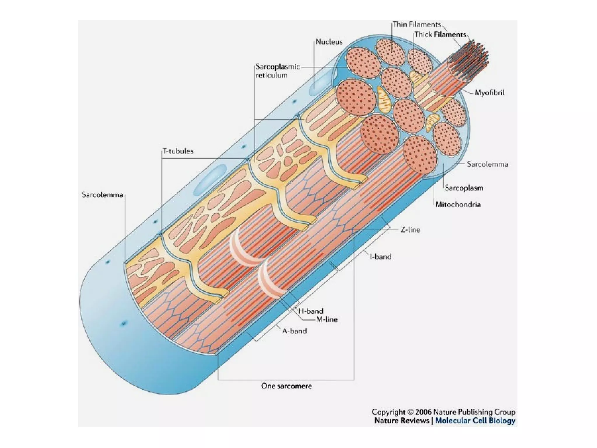 Skeletal muscle Physiology | PPT | Biological Sciences | Science