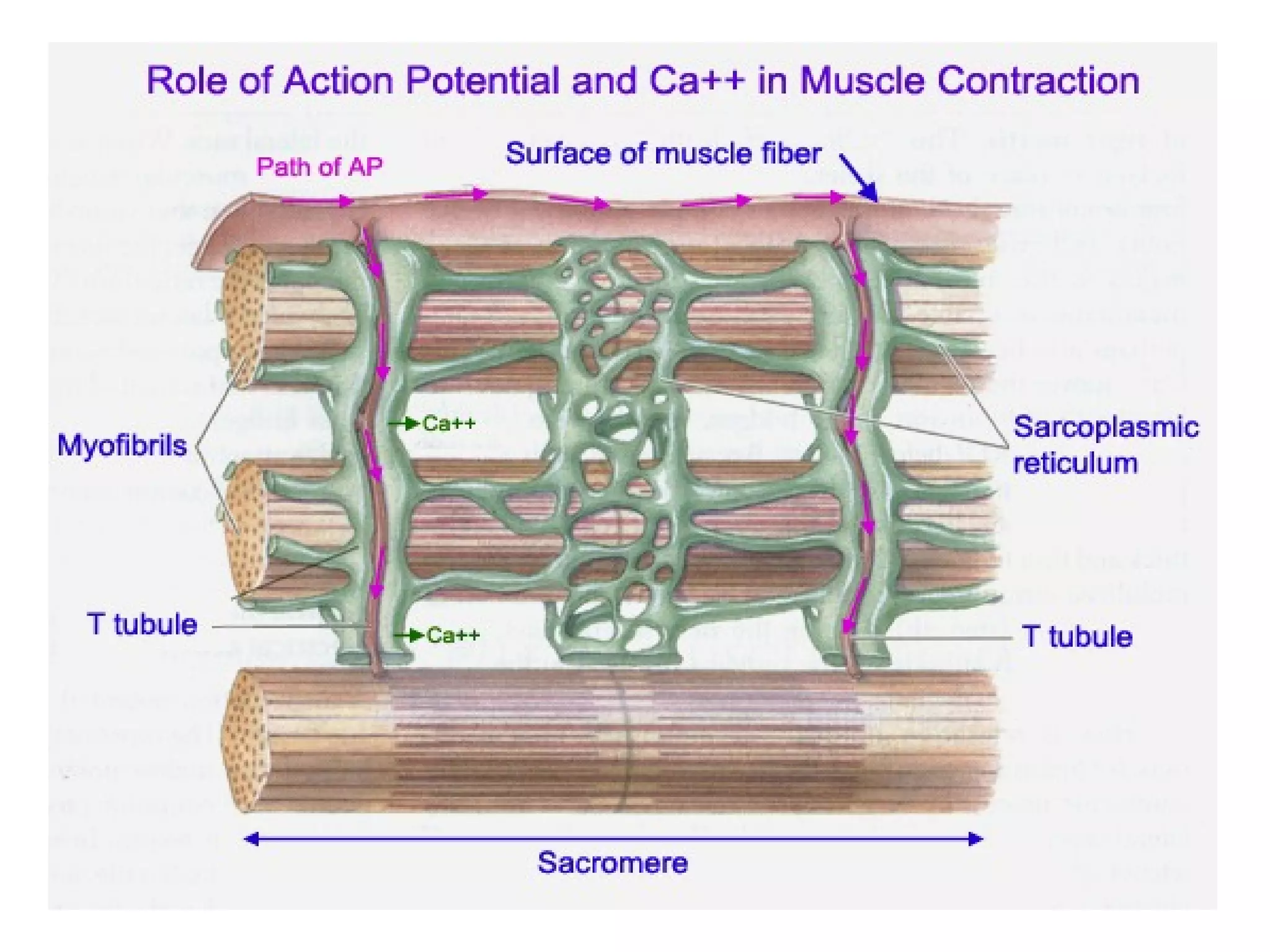 Skeletal muscle Physiology | PPT | Biological Sciences | Science