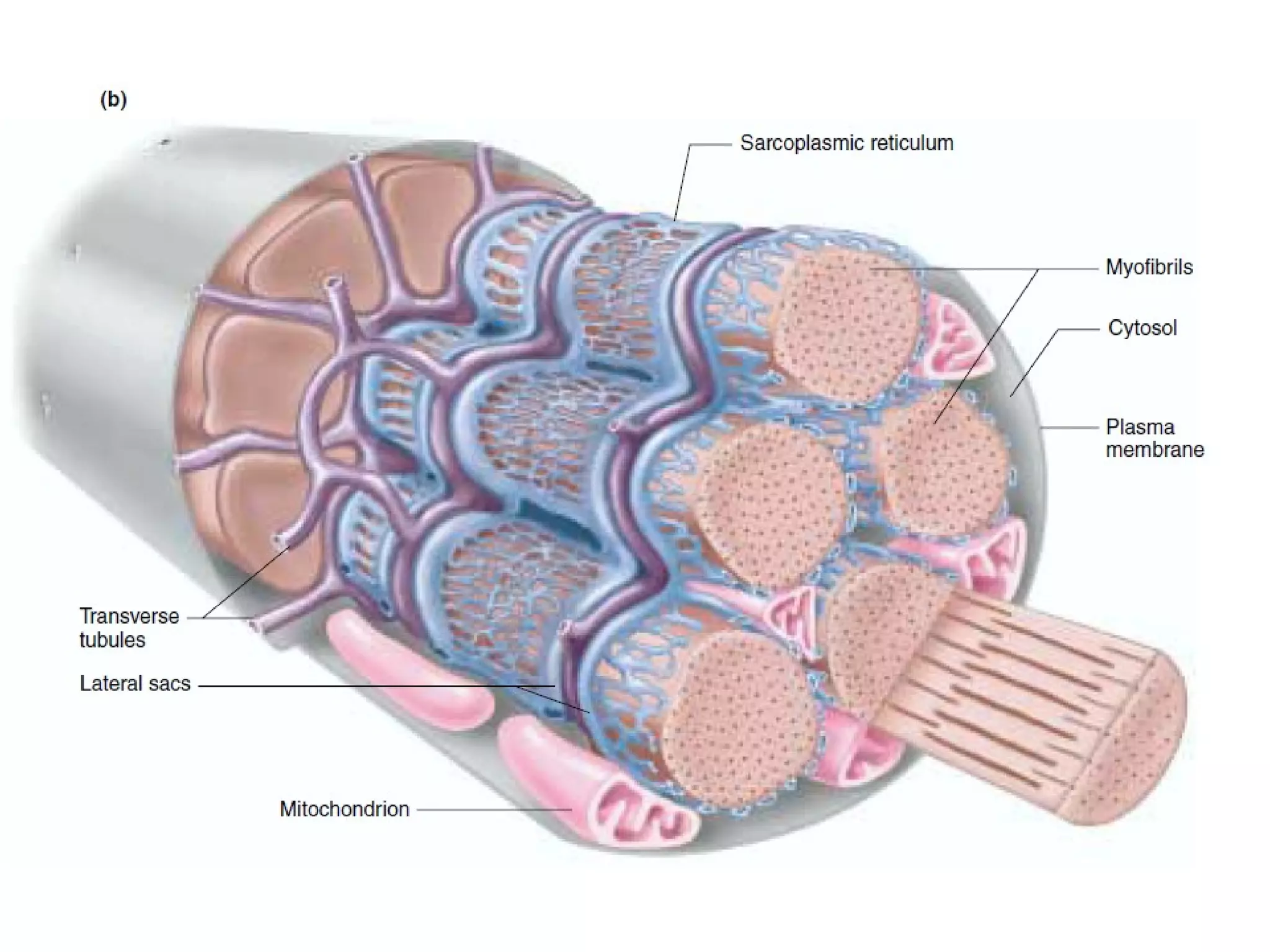 Skeletal muscle Physiology | PPT | Biological Sciences | Science