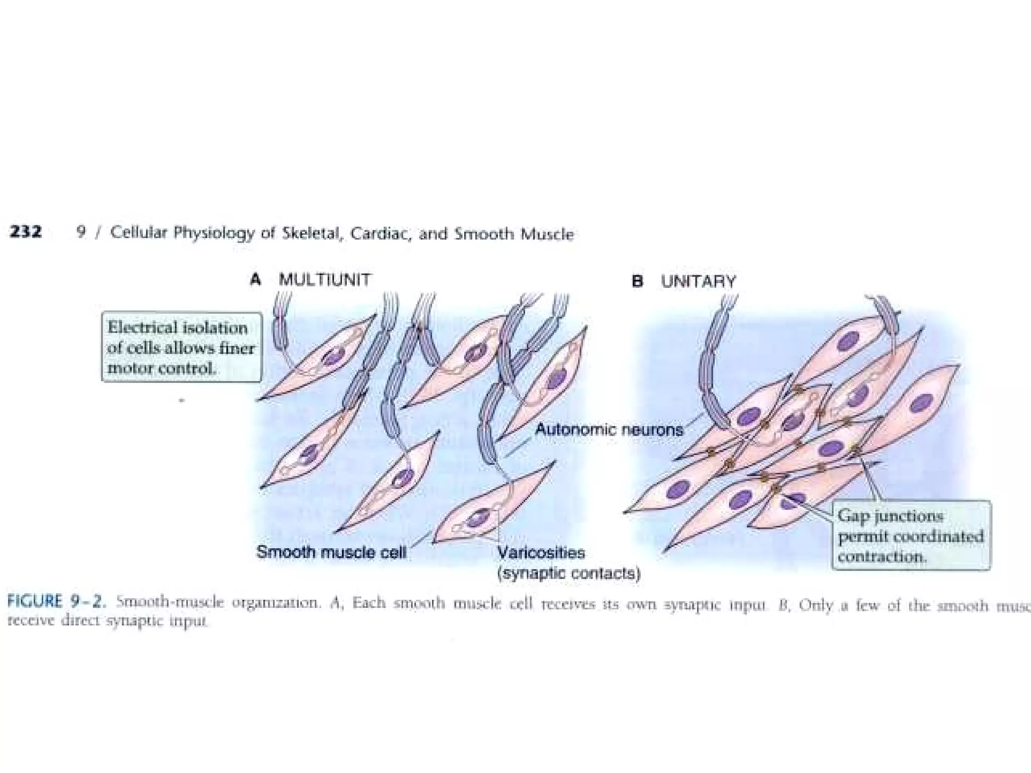 Skeletal muscle Physiology | PPT | Biological Sciences | Science