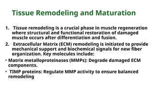 skeletal muscle regeneration for msc.pptx