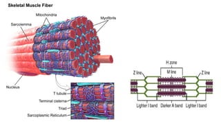 skeletal muscle regeneration for msc.pptx