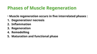 skeletal muscle regeneration for msc.pptx