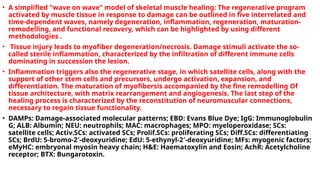 skeletal muscle regeneration for msc.pptx