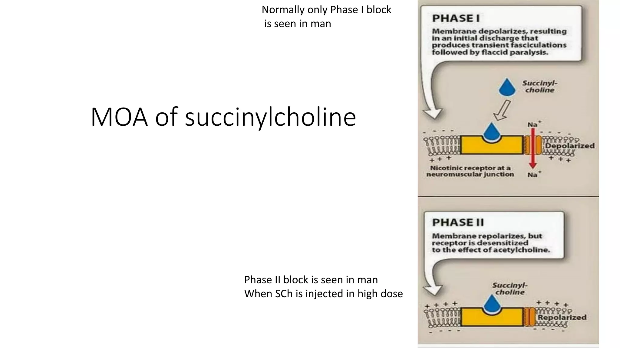 Skeletal muscle relaxant | PDF
