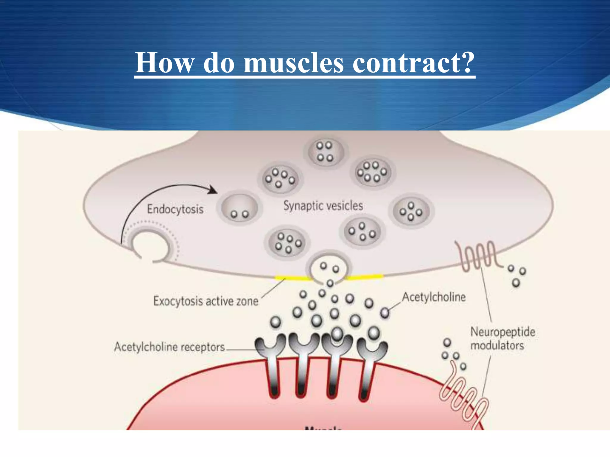 Pharmacology: Skeletal Muscle Relaxants | PPTX