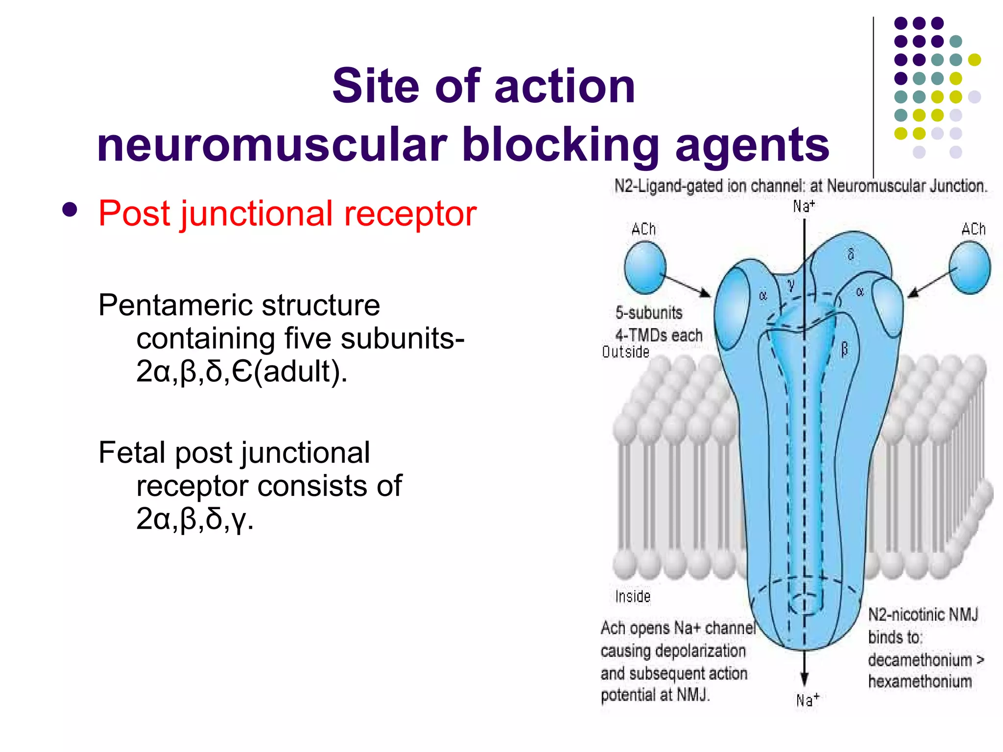 Skeletal muscle relaxants, Neuromuscular blocking agents, Neuromuscular ...