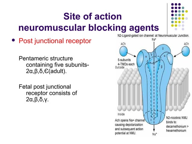 Skeletal muscle relaxants, Neuromuscular blocking agents, Neuromuscular ...