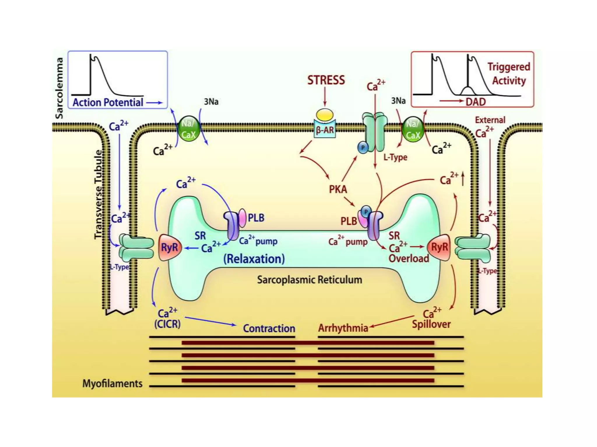 Skeletal Muscle Relaxants | PPTX