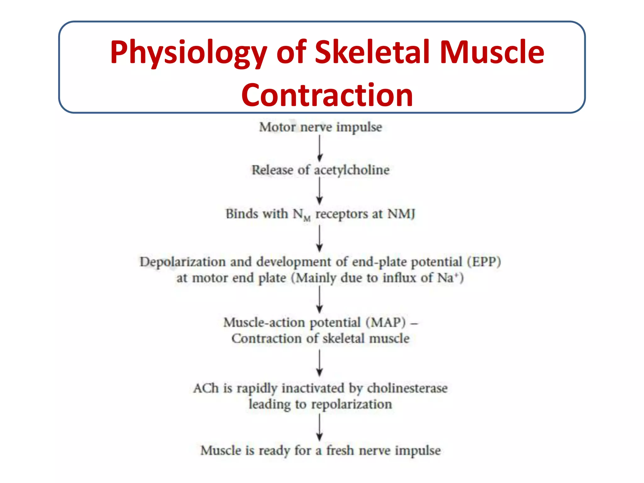Skeletal Muscle Relaxants | PPTX