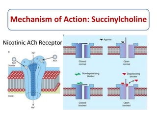 Succinylcholine Mechanism Of Action