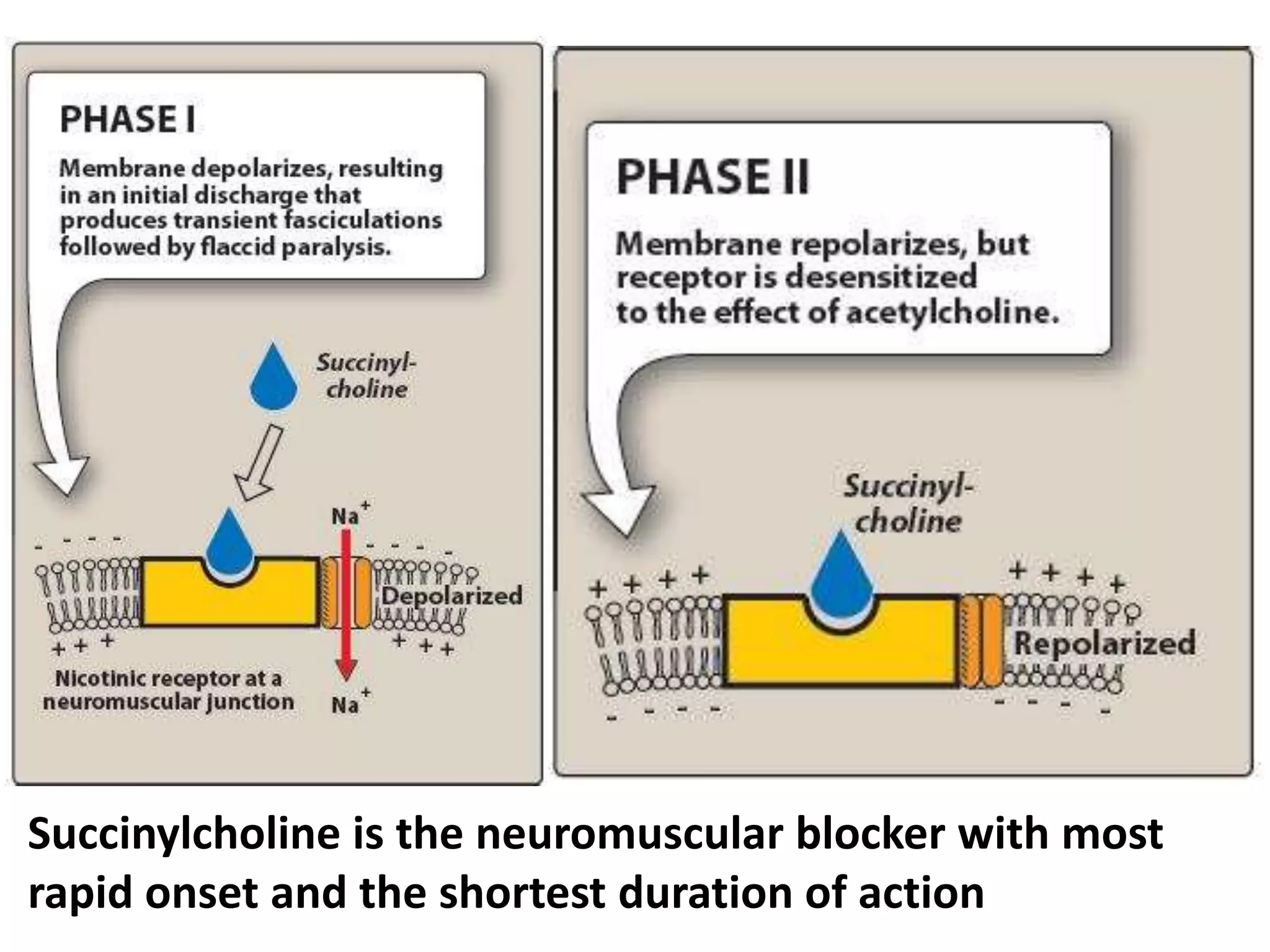 Skeletal muscle relaxants | PPTX