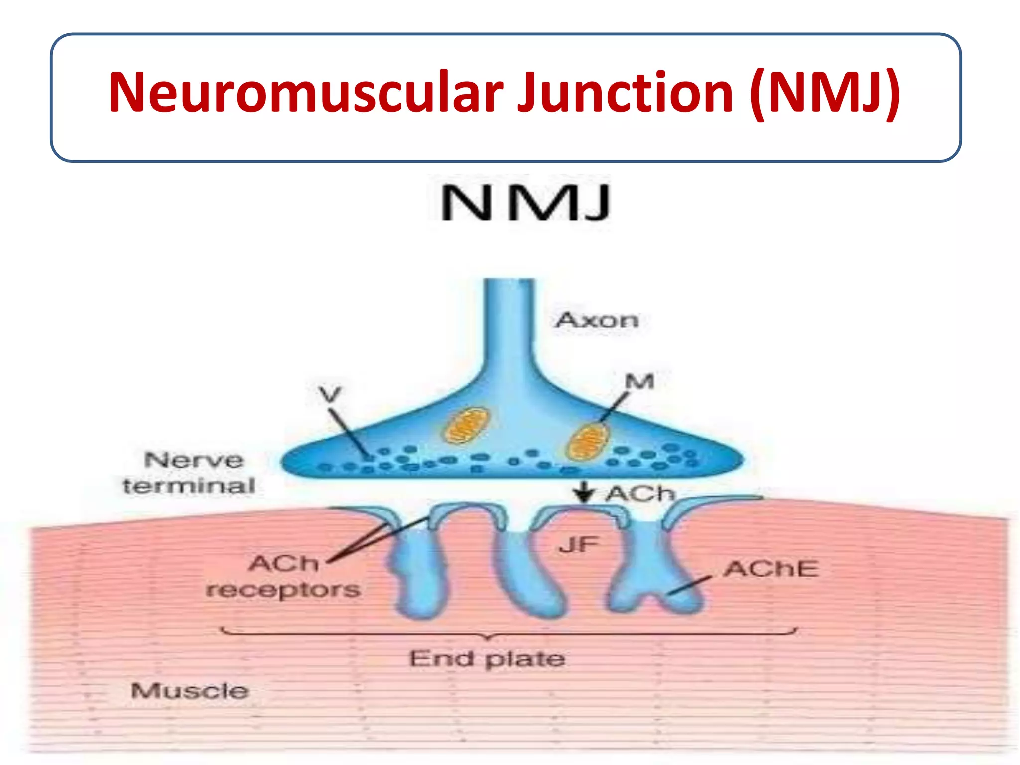 skeletal muscle relaxants.pptx