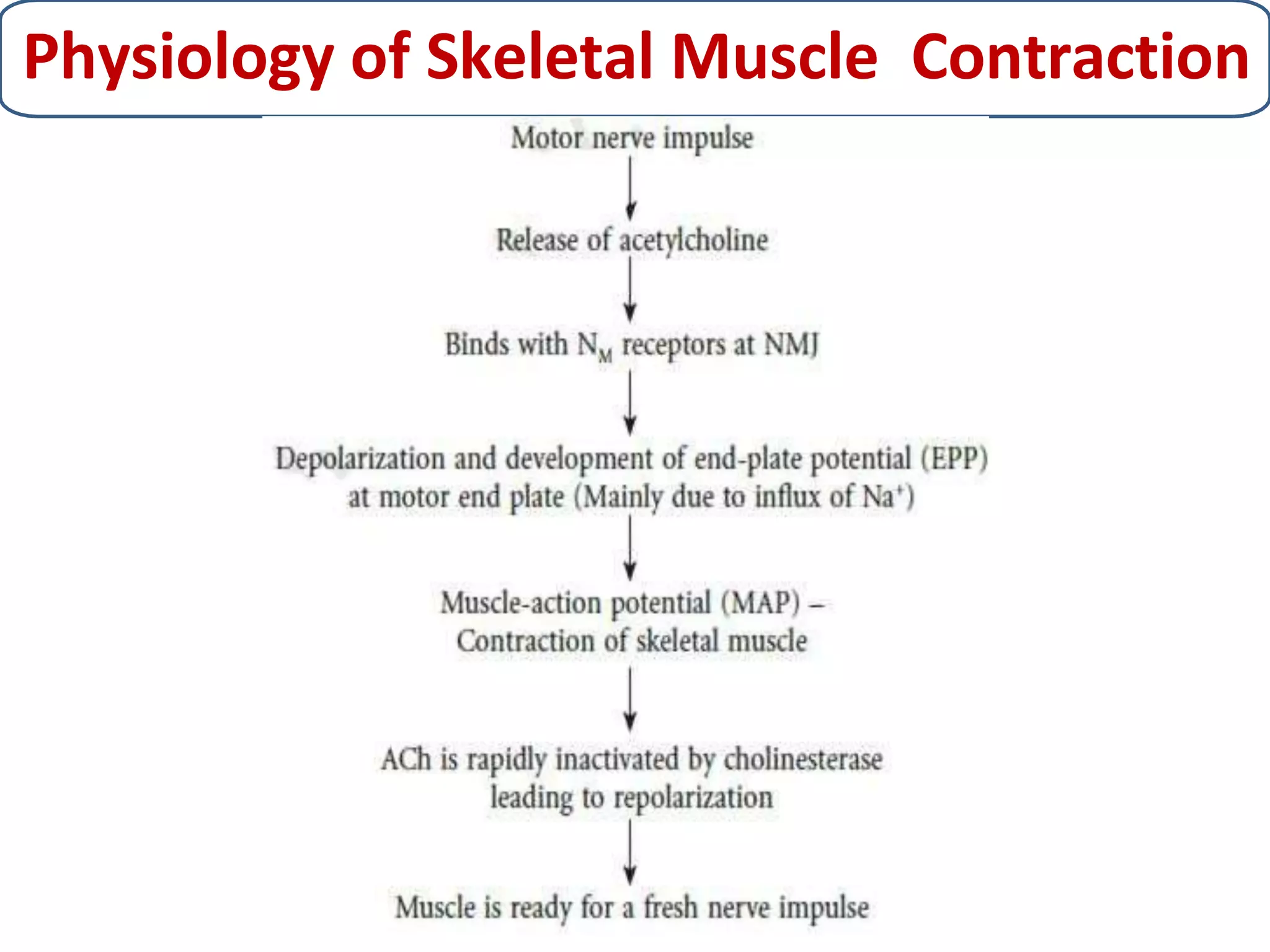 skeletal muscle relaxants.pptx