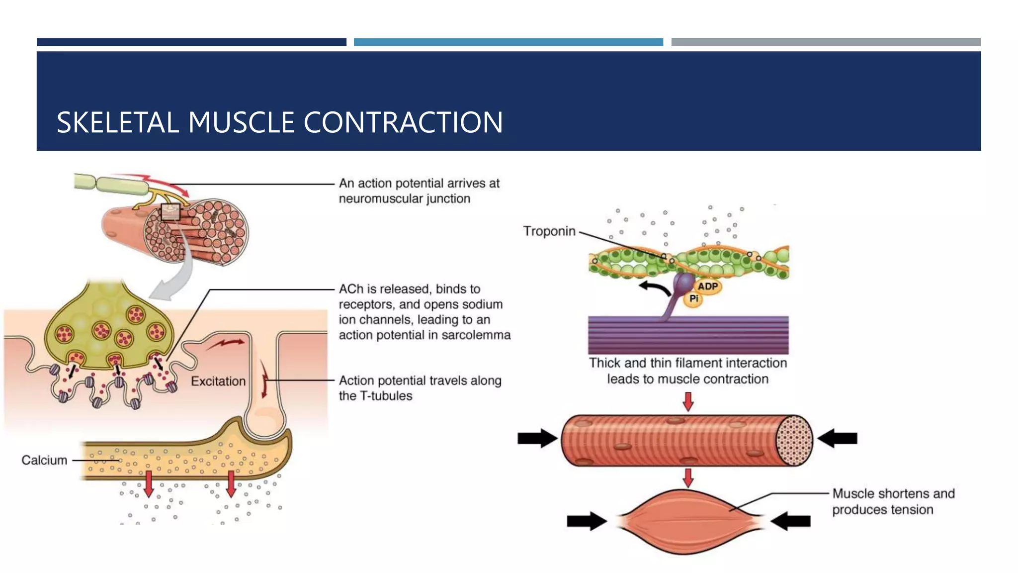 Skeletal muscle relaxants.pptx
