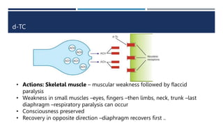 Skeletal muscle relaxants.pptx
