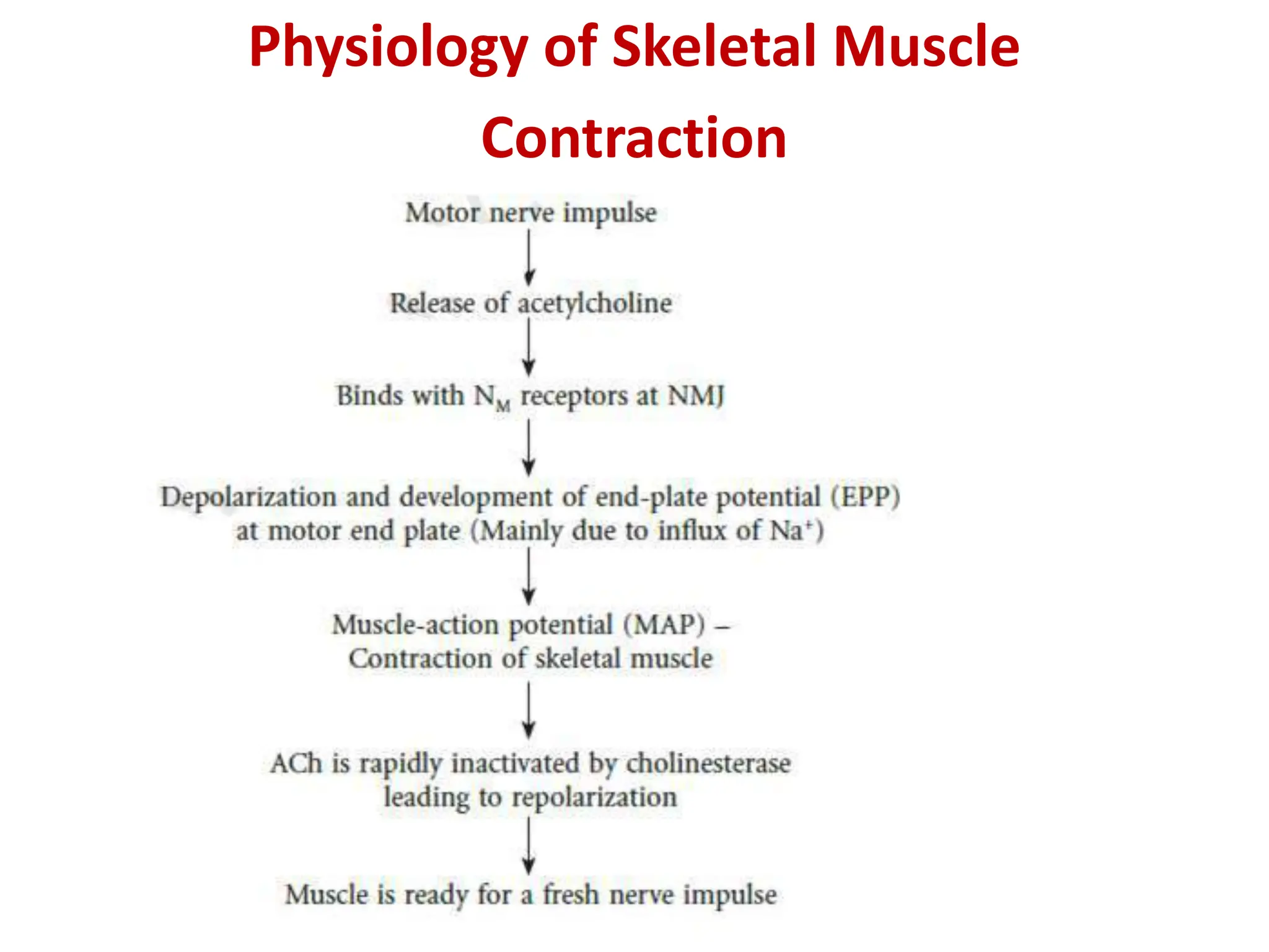 skeletal muscle relaxants pharmacology pptx | PPTX