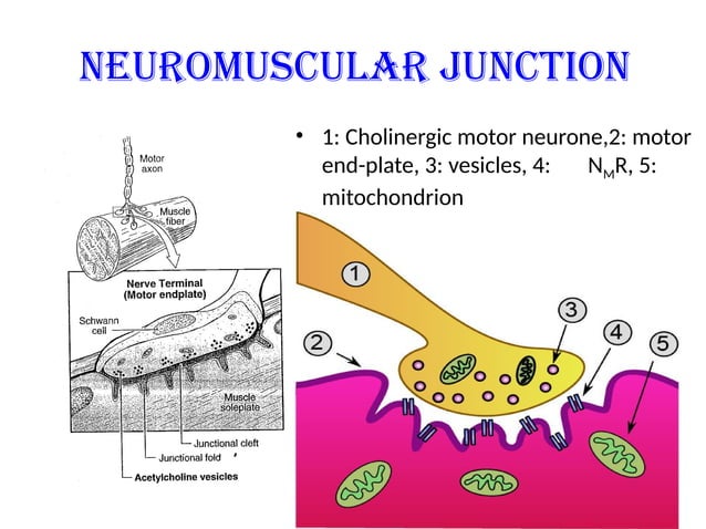 Skeletal muscle relaxants.department of pharmacology | PPT | Free Download