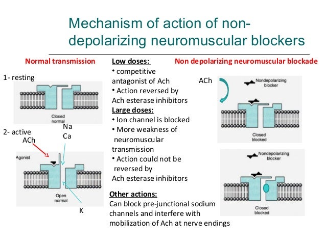 Skeletal muscle relaxants - drdhriti