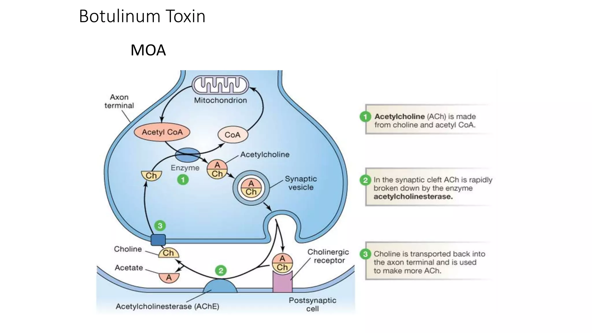 Skeletal muscle relaxants & Spasmolytics dr abdul azeem | PPTX